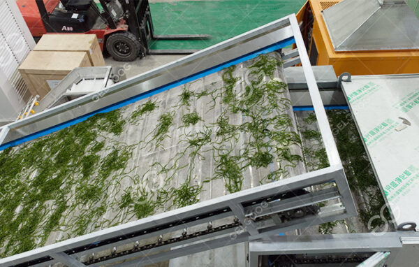 Drying Seaweed Production Process In Factory